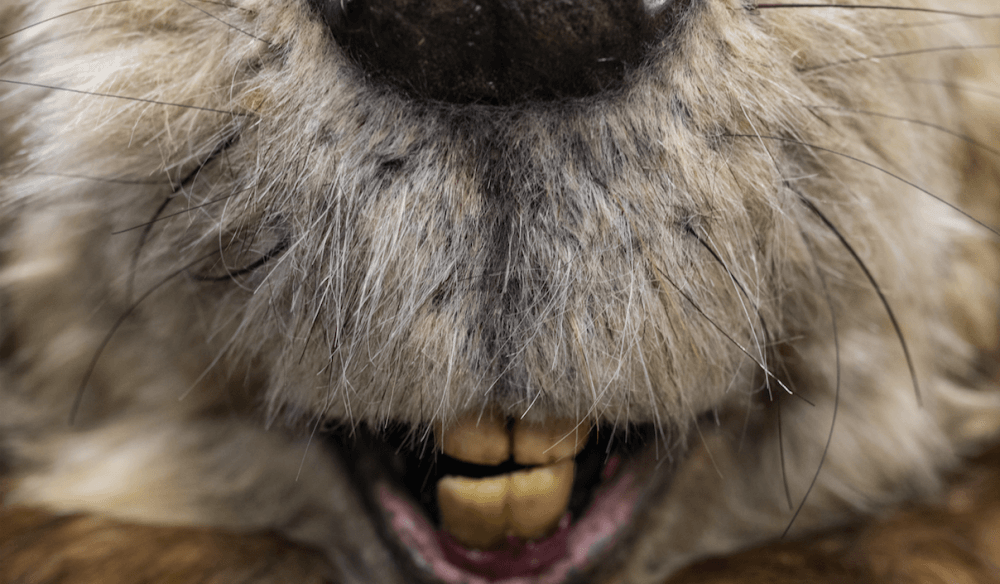 What is flocking? It has many more uses than you might think ...